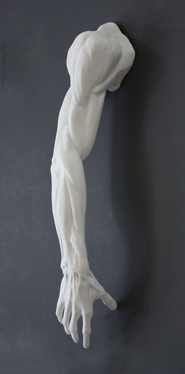 Male Anatomical Arm Sculpture for Sale, Item #153 | Caproni Collection
