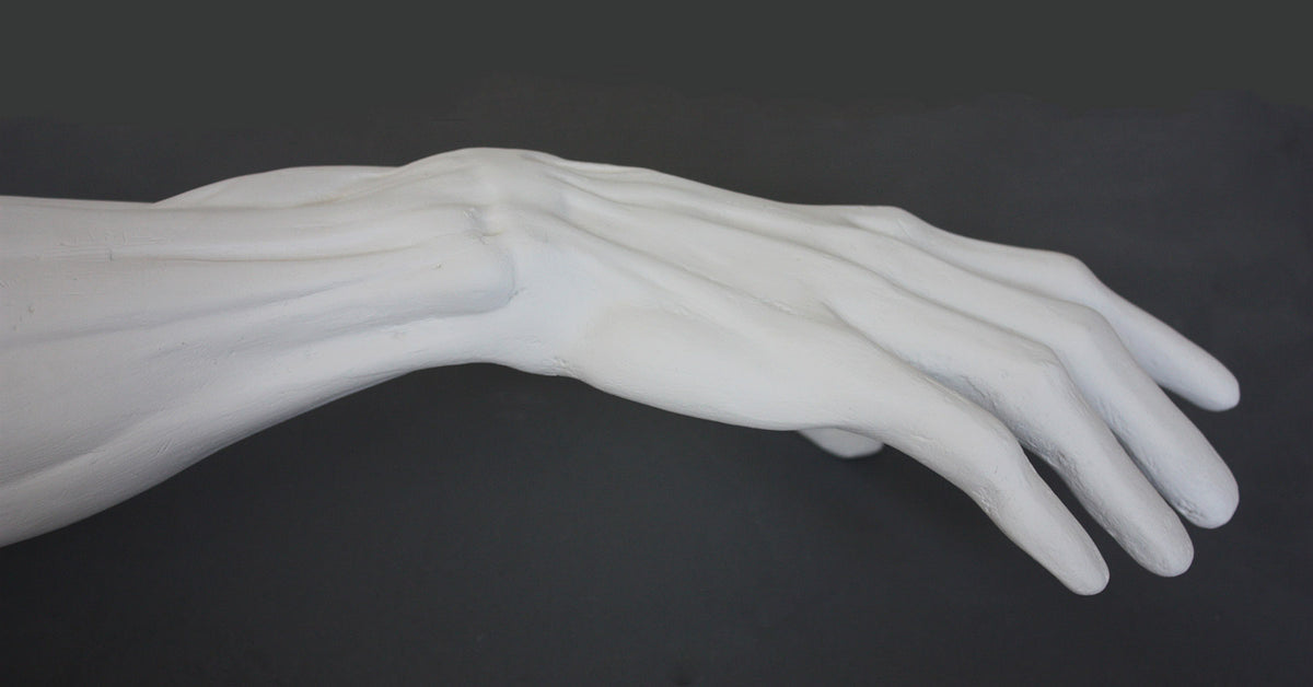 Male Anatomical Arm Sculpture for Sale, Item #153 | Caproni Collection
