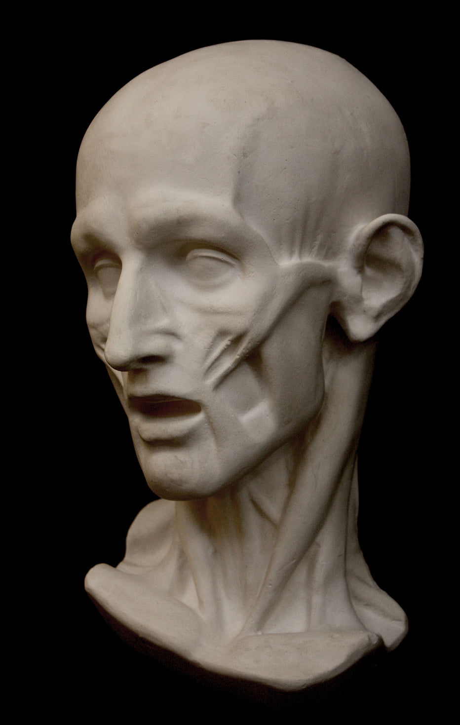 Anatomical Mask Sculpture for Sale, Item #154 | Caproni Collection